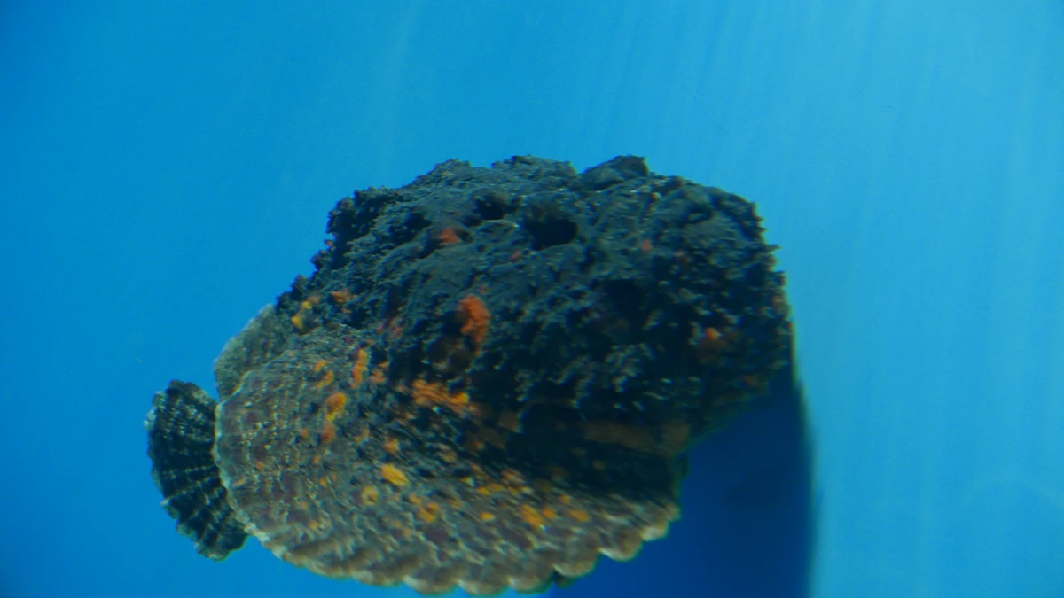 Reef Stonefish | Zoo Wiki | Fandom