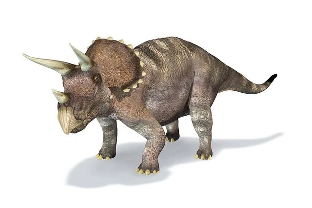 Triceratops | Zoo Wiki | Fandom