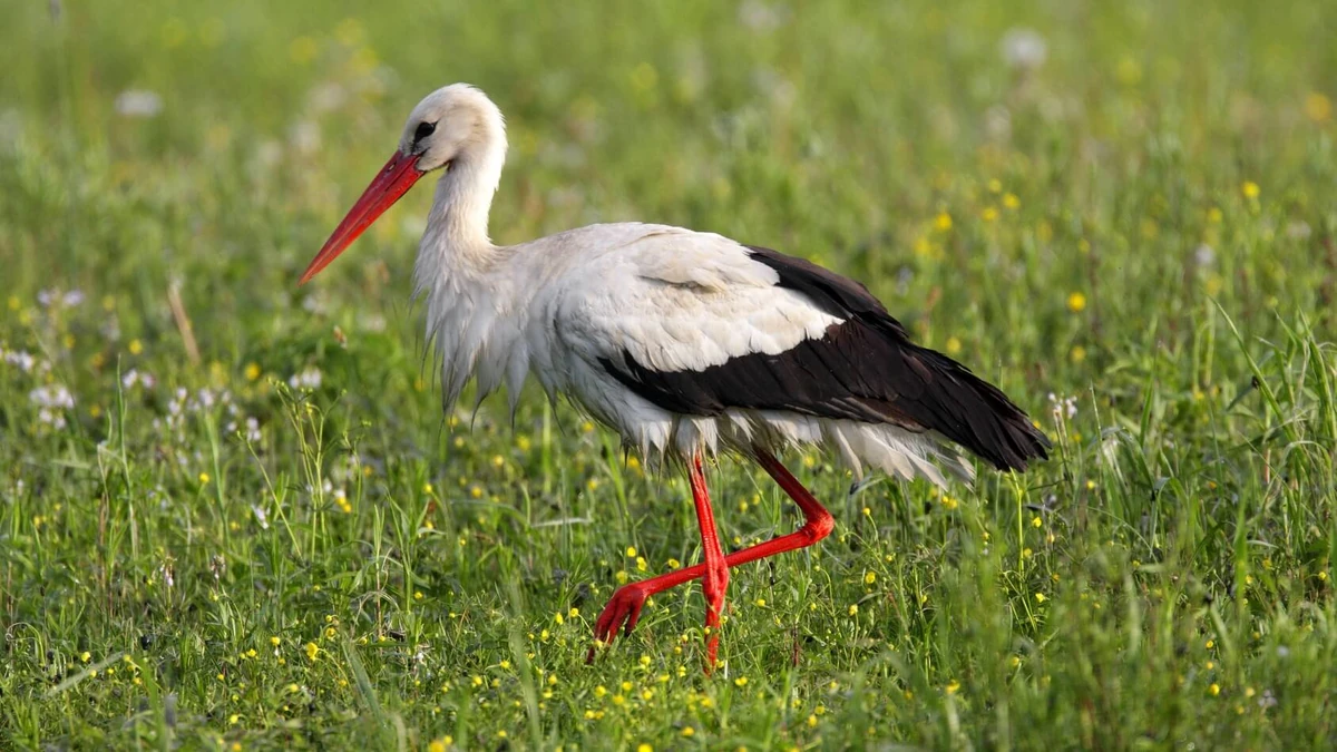 Bocian biały - Zoopedia | Zoo2 PL Wiki | Fandom
