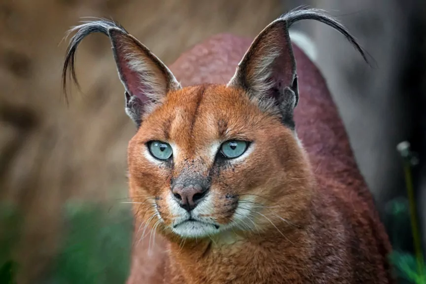 Karakal stepowy - Zoopedia | Zoo2 PL Wiki | Fandom