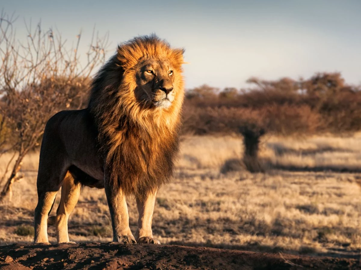 Lew afrykański - Zoopedia | Zoo2 PL Wiki | Fandom