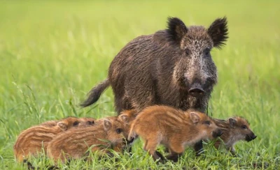 Dzik euroazjatycki - Zoopedia | Zoo2 PL Wiki | Fandom