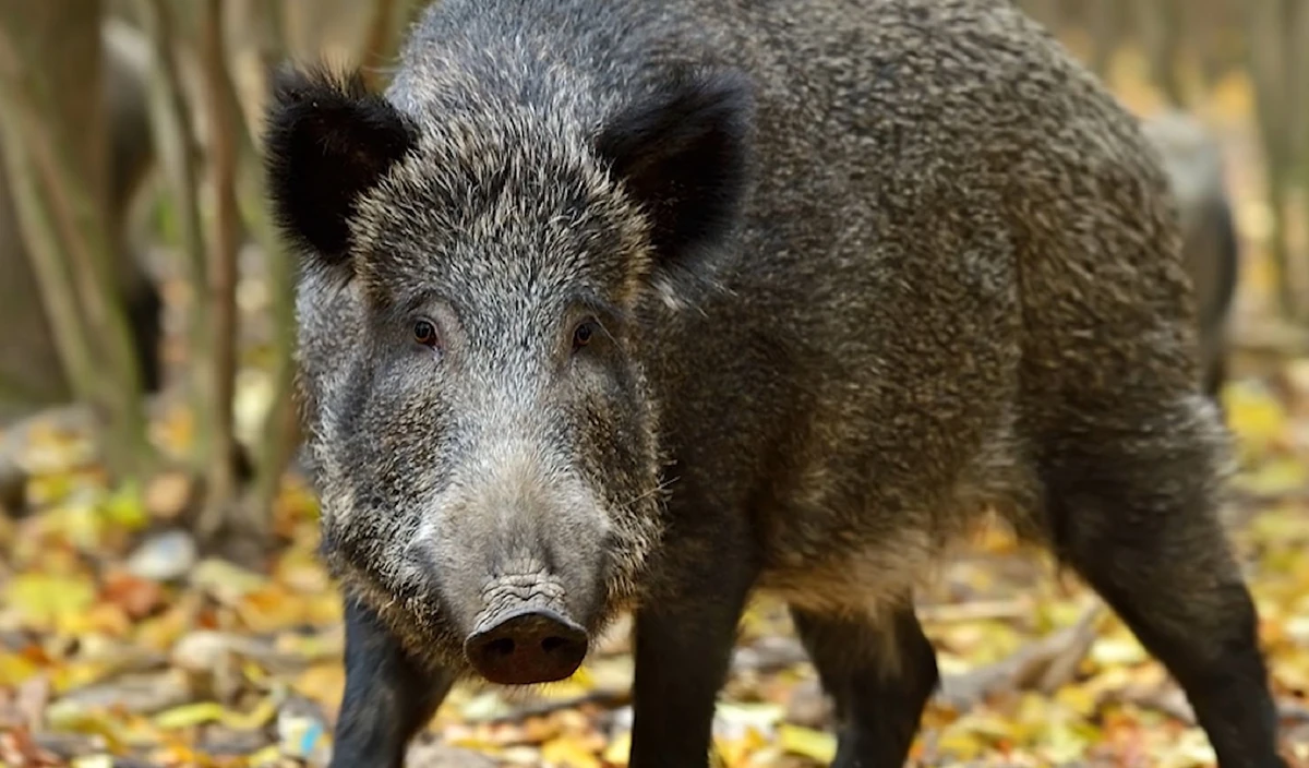 Dzik euroazjatycki - Zoopedia | Zoo2 PL Wiki | Fandom