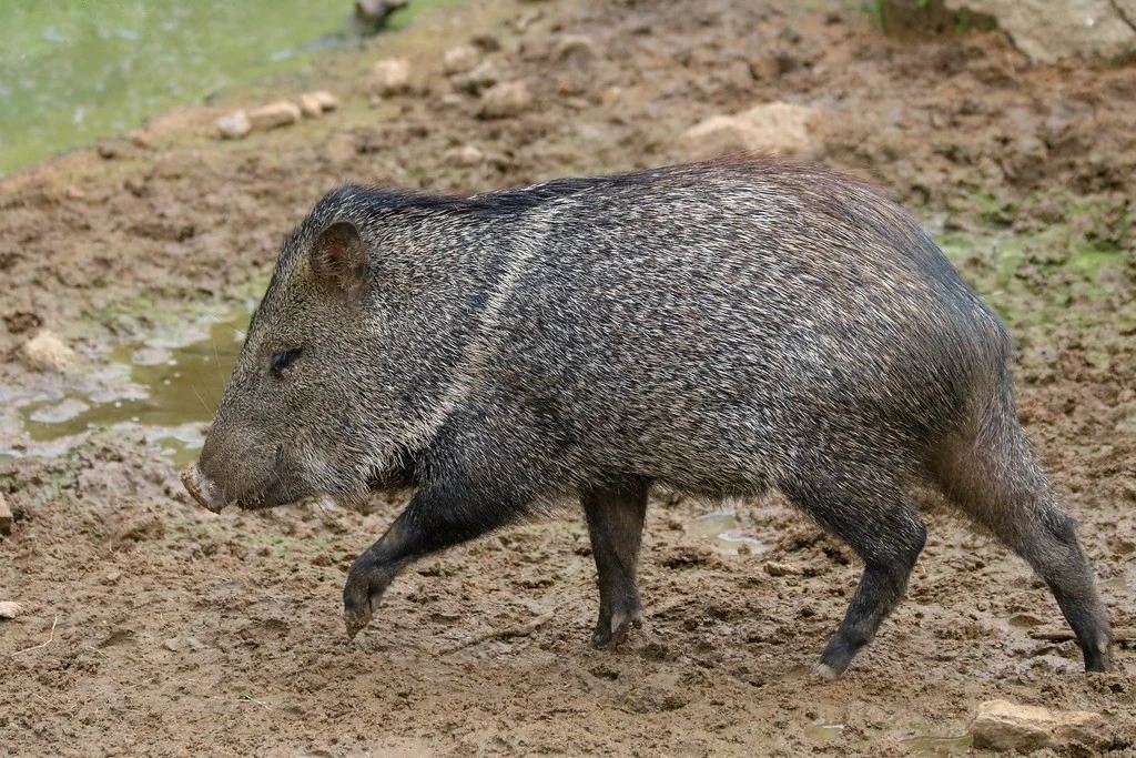 Pekariowiec obrożny - Zoopedia | Zoo2 PL Wiki | Fandom