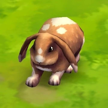 Lop Rabbit | Zoo 2: Animal Park Wiki | Fandom
