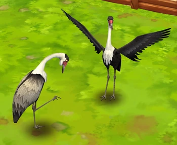 Wattled Crane | Zoo 2: Animal Park Wiki | Fandom