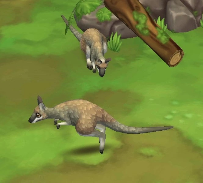 Whiptail Wallaby | Zoo 2: Animal Park Wiki | Fandom