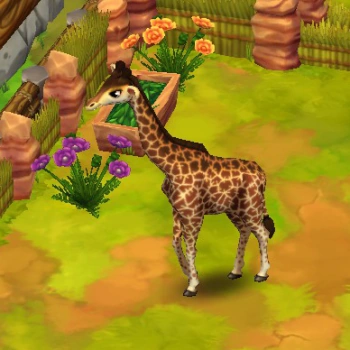 Masai Giraffe | Zoo 2: Animal Park Wiki | Fandom