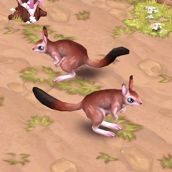 Springhare | Zoo 2: Animal Park Wiki | Fandom