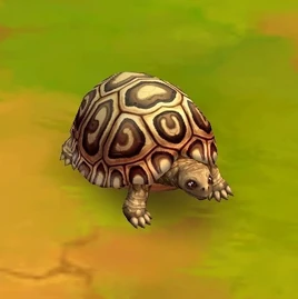 Leopard Tortoise | Zoo 2: Animal Park Wiki | Fandom