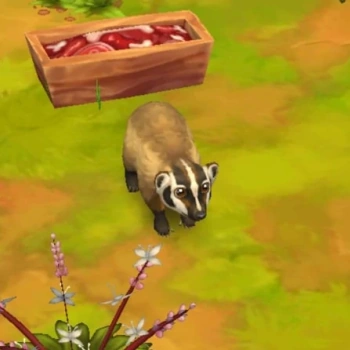 Jezevec americký | Zoo 2: Animal Park CZ Wikia | Fandom