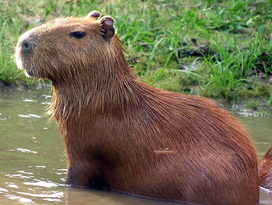 Capybara | Zoo Builder Wiki | Fandom