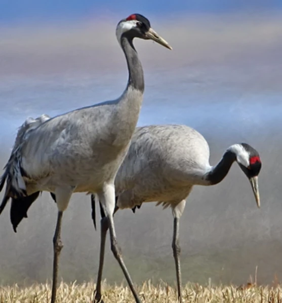 Common Crane | Zoo Builder Wiki | Fandom