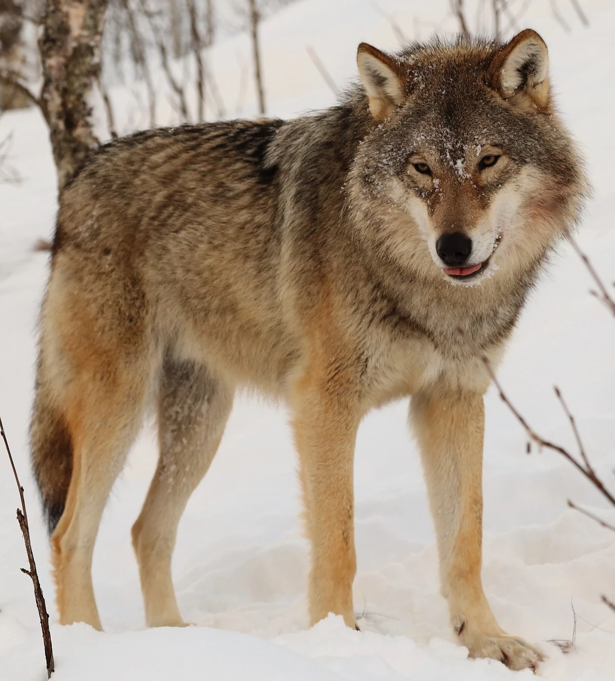 Eurasian Wolf | Zoo Builder Wiki | Fandom