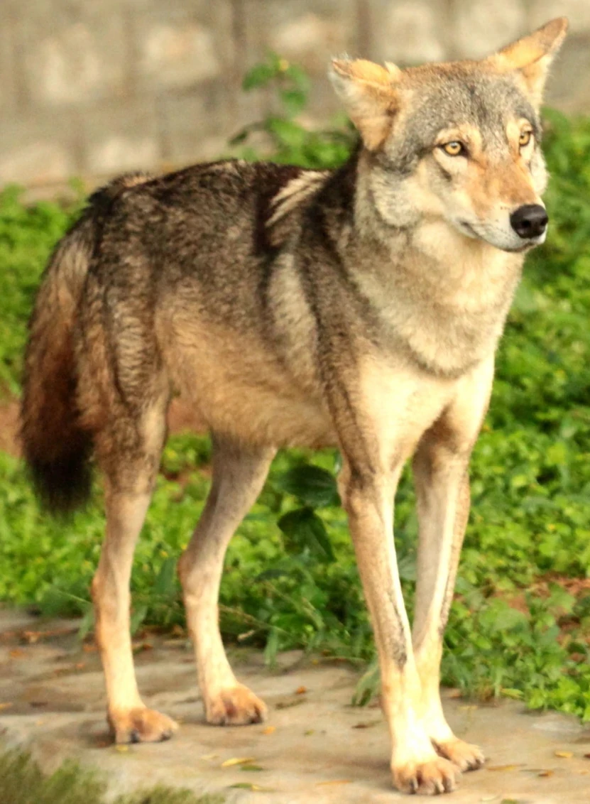 Indian Wolf | Zoo Builder Wiki | Fandom