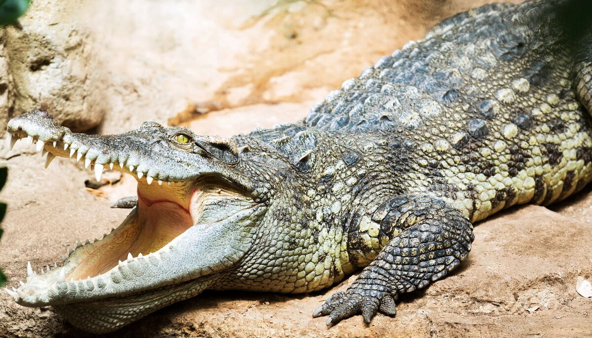Siamese Crocodile | Zoo Builder Wiki | Fandom Siamese Crocodile | Zoo Builder Wiki | Fandom