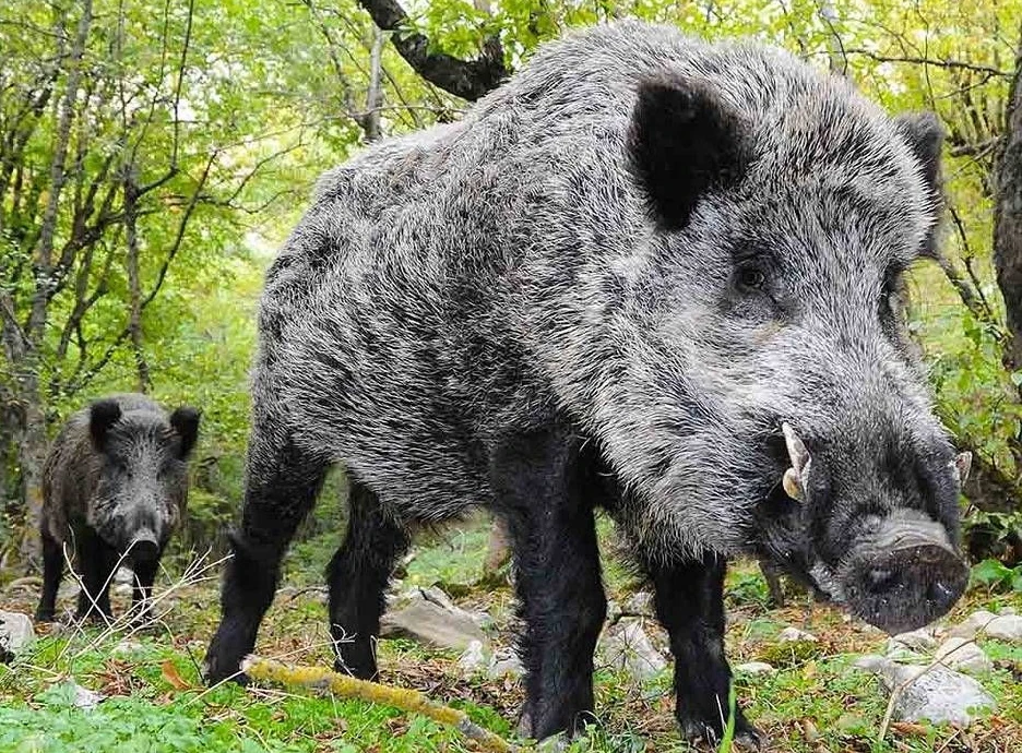 Wild Boar | Zoo Builder Wiki | Fandom