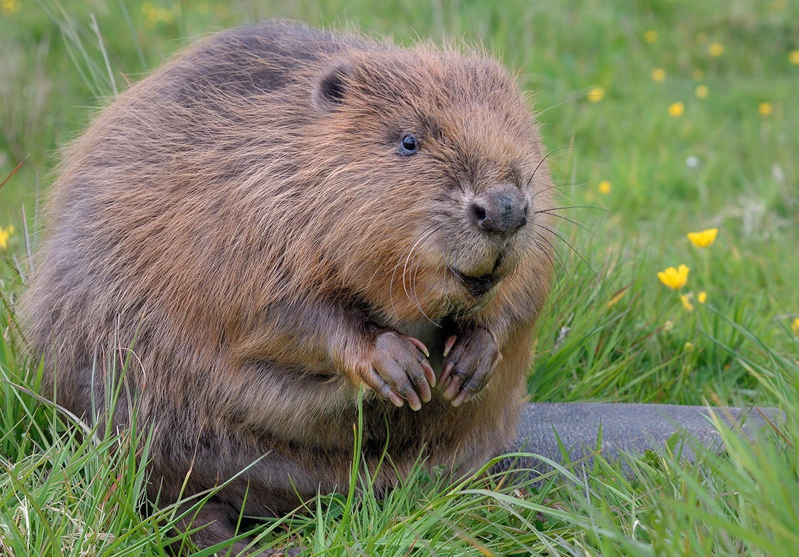 Eurasian Beaver | Zoo Builder Wiki | Fandom