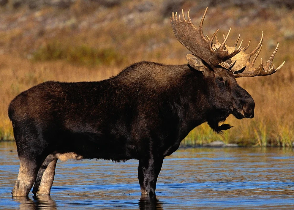 Eastern Moose | Zoo Builder Wiki | Fandom