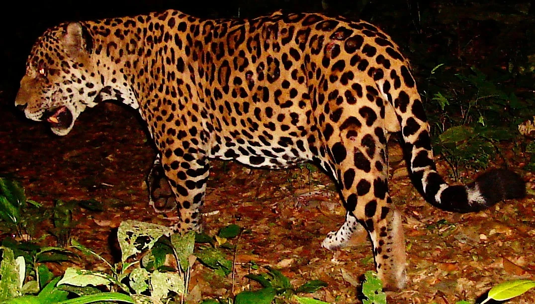 Peruvian Jaguar | Zoo Builder Wiki | Fandom