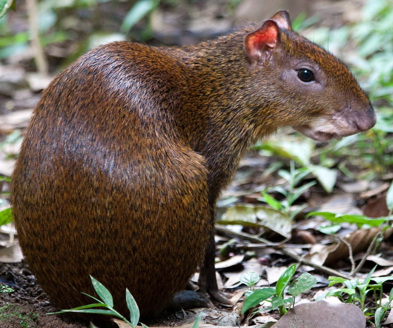 Central American Agouti | Zoo Builder Wiki | Fandom