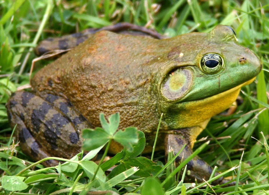 American Bullfrog | Zoo Builder Wiki | Fandom