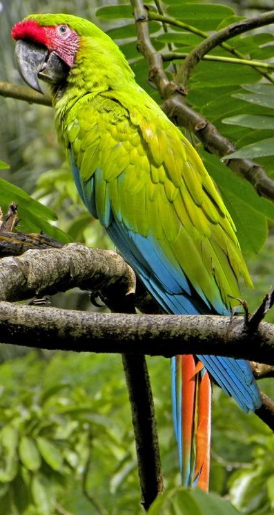 Great Green Macaw | Zoo Builder Wiki | Fandom
