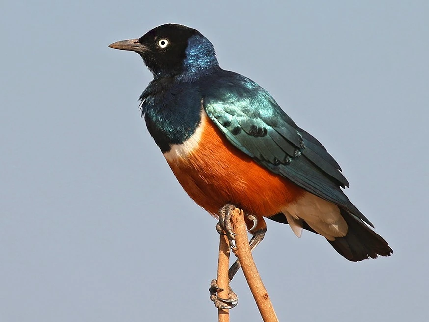Superb Starling | Zoo Builder Wiki | Fandom