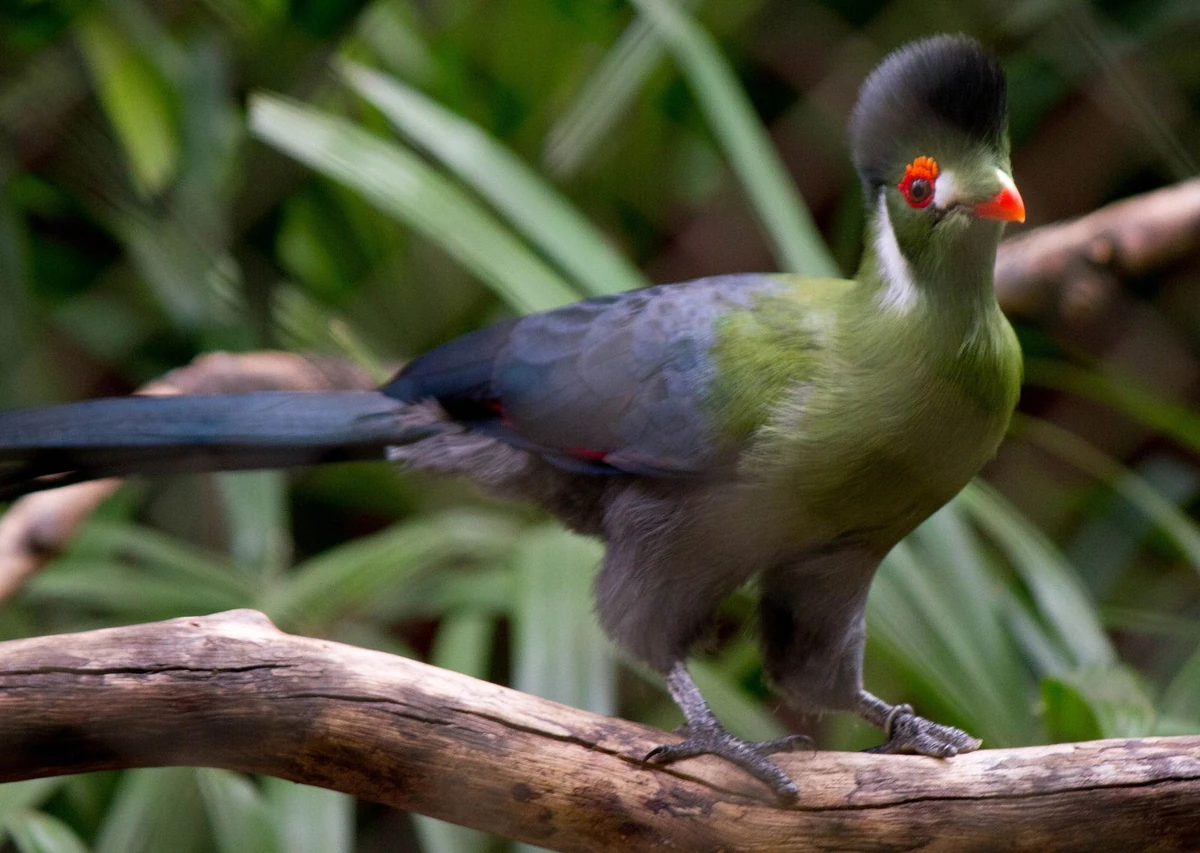 White-Cheeked Turaco | Zoo Builder Wiki | Fandom
