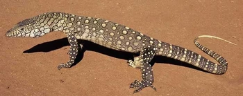 Perentie | Zoo Builder Wiki | Fandom