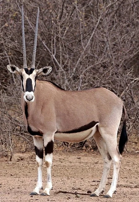 East African Oryx | Zoo Builder Wiki | Fandom