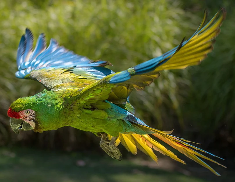 Military Macaw | Zoo Builder Wiki | Fandom