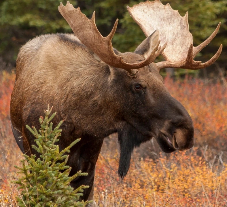 Western Moose | Zoo Builder Wiki | Fandom