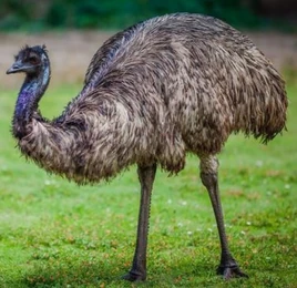 Emu | Zoo Builder Wiki | Fandom