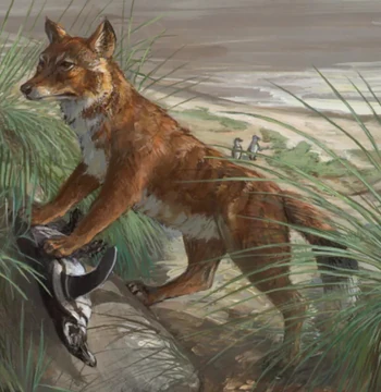 Falkland Islands Wolf | Zoo Builder Wiki | Fandom