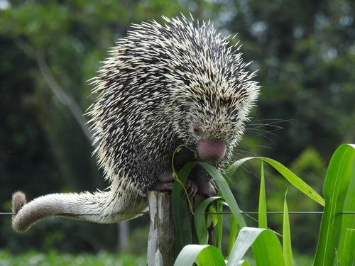 Andean Porcupine | Zoo Builder Wiki | Fandom