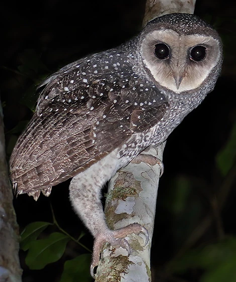 Lesser Sooty Owl | Zoo Builder Wiki | Fandom