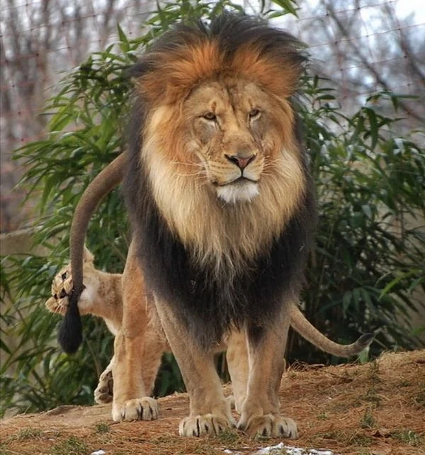 Congo Lion | Zoo Builder Wiki | Fandom
