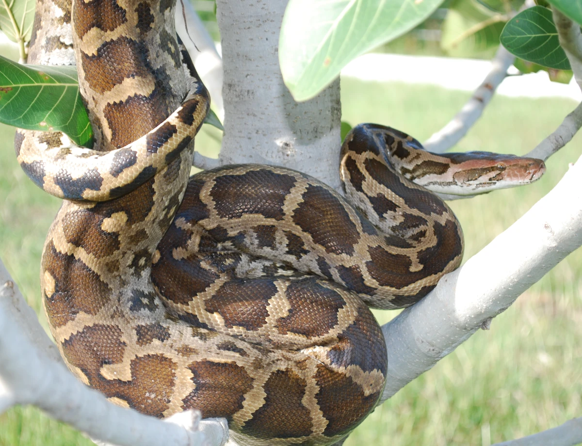 Indian Python | Zoo Builder Wiki | Fandom