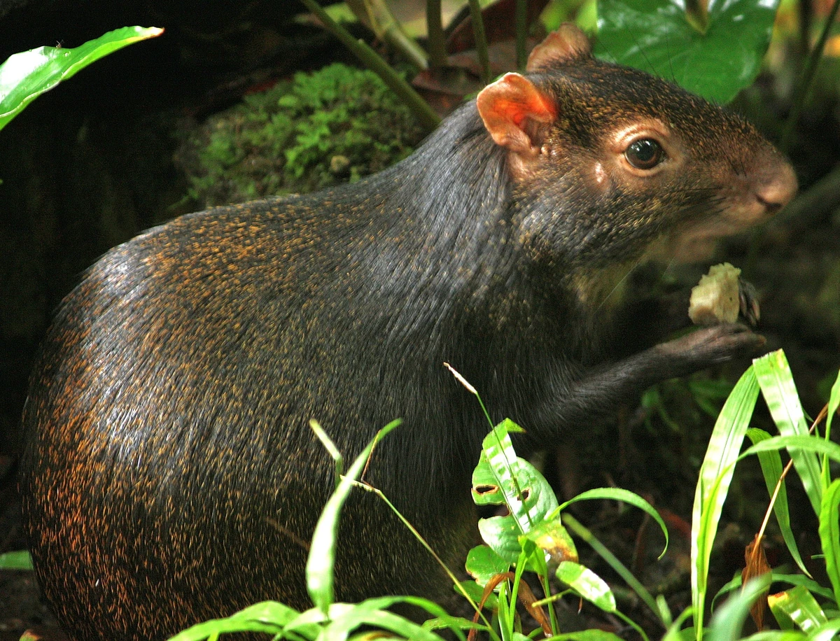 Red-Rumped Agouti | Zoo Builder Wiki | Fandom