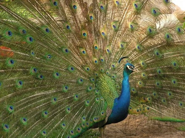 Indian Peafowl | Zoo Builder Wiki | Fandom