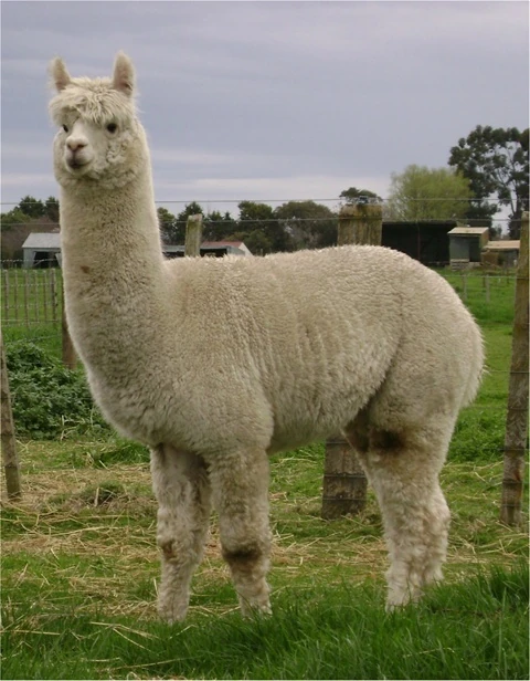 Huacaya Alpaca | Zoo Builder Wiki | Fandom