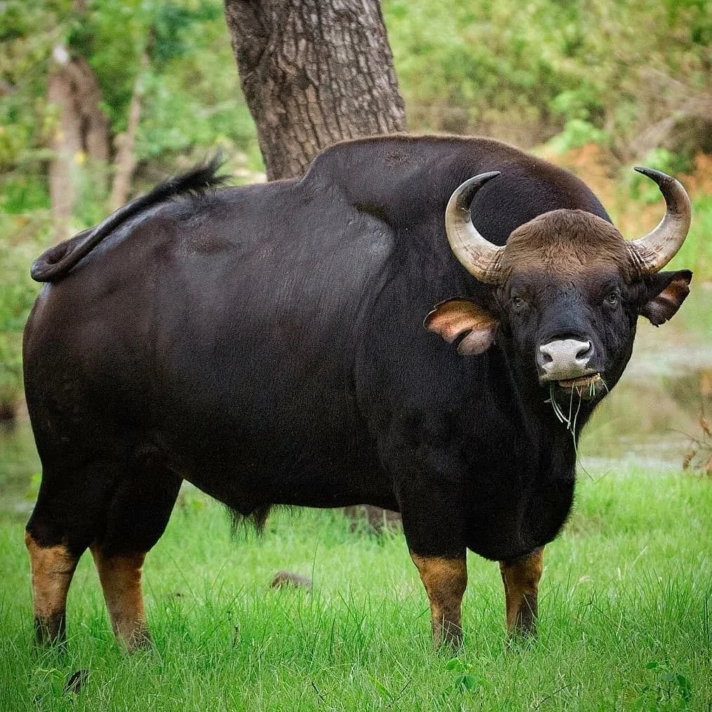 Gaur | Zoo Builder Wiki | Fandom