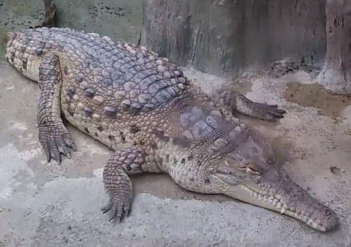 Freshwater Crocodile | Zoo Builder Wiki | Fandom Freshwater Crocodile | Zoo Builder Wiki | Fandom