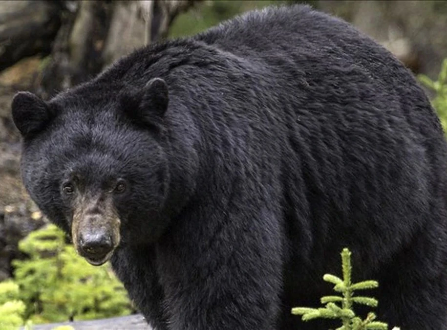 Eastern Black Bear | Zoo Builder Wiki | Fandom