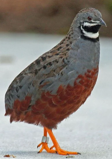 King Quail | Zoo Builder Wiki | Fandom