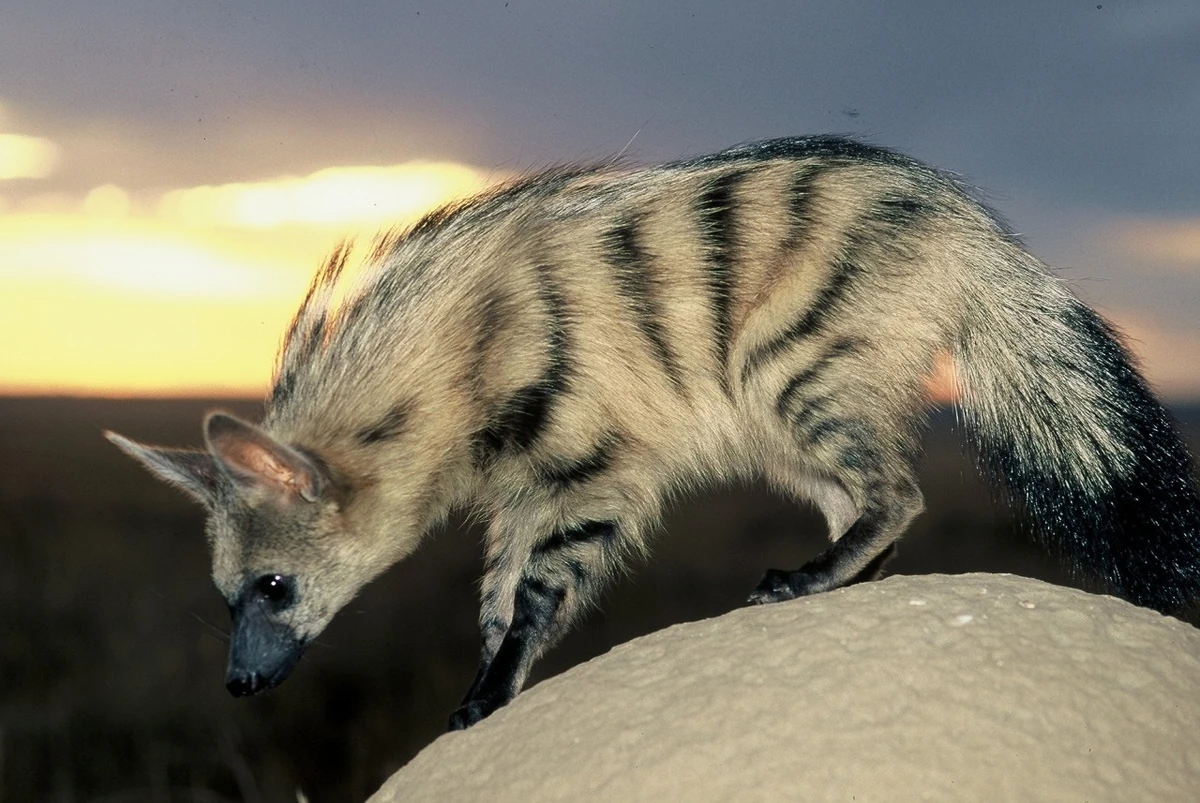 Aardwolf | Zoo Builder Wiki | Fandom