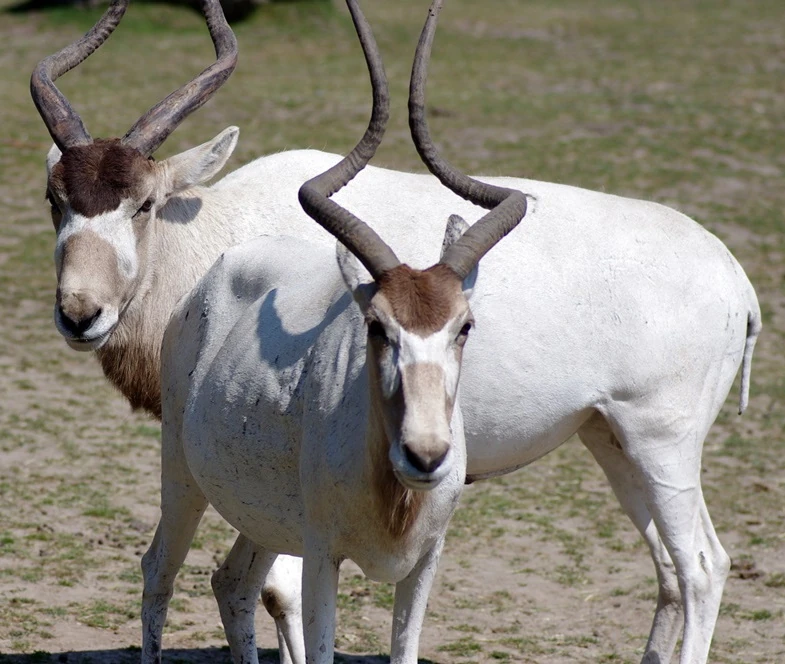 Addax | Zoo Builder Wiki | Fandom