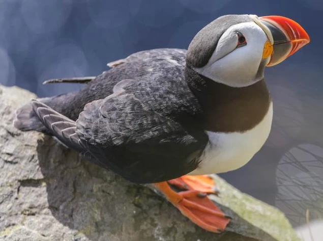 Atlantic Puffin | Zoo Builder Wiki | Fandom