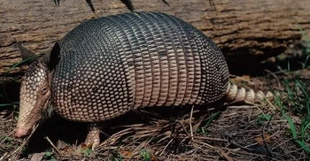 Nine-Banded Armadillo | Zoo Builder Wiki | Fandom